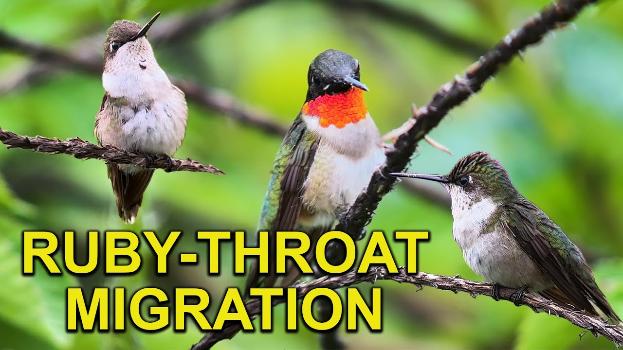 Look where your RUBY-THROATED HUMMINGBIRDS are NOW!