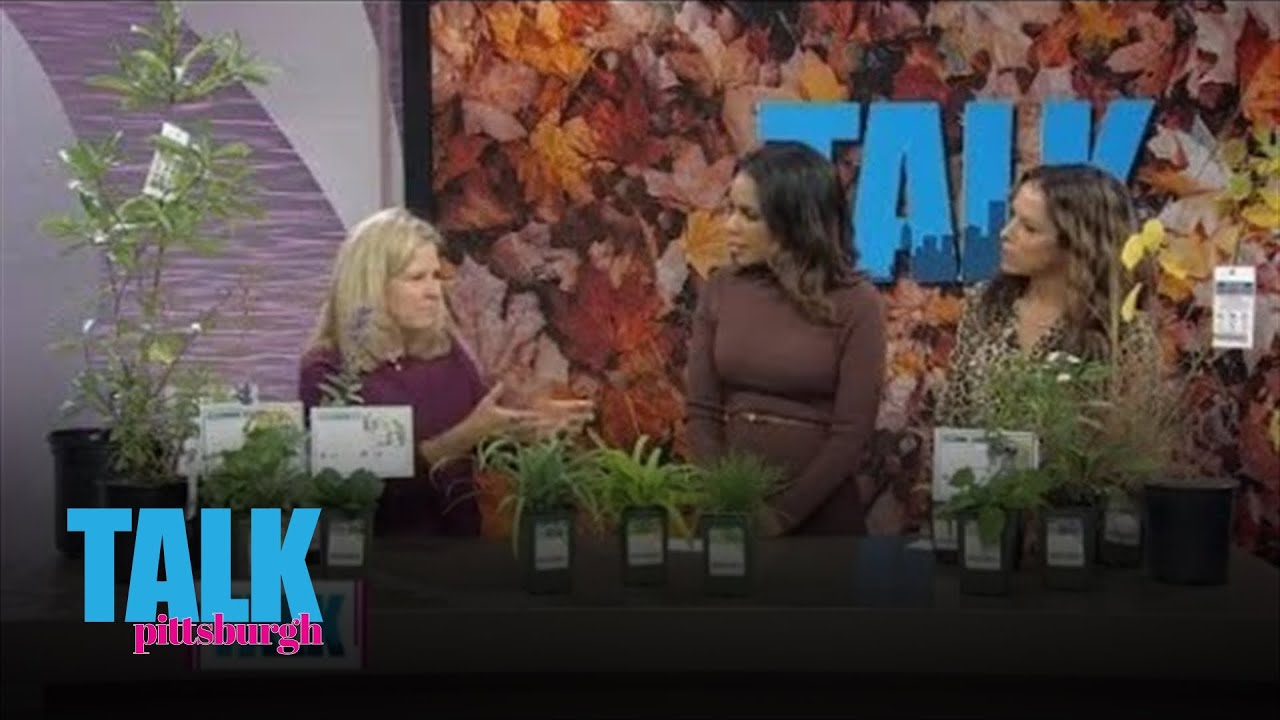 Which native plants to plant this fall