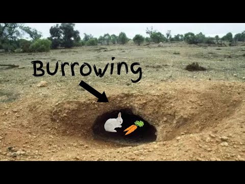 Burrowing! Amazing animal Behavior