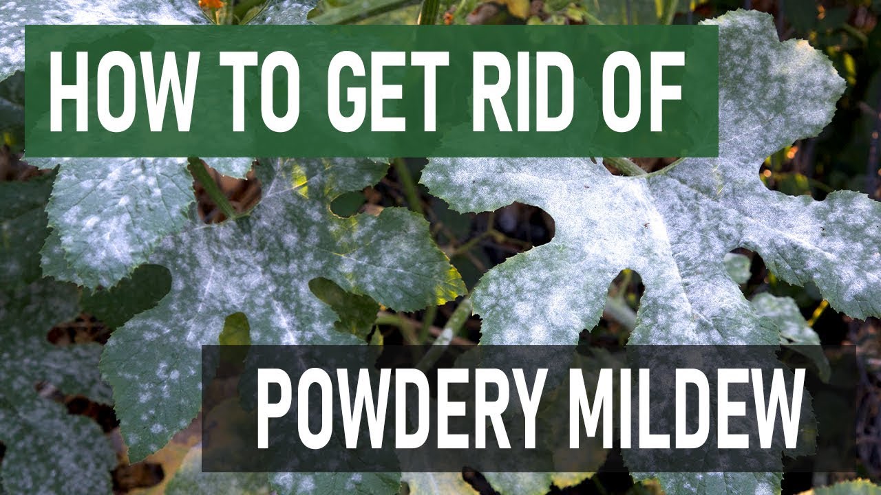 Best Fungicide Products For Getting Rid of Powdery Mildew