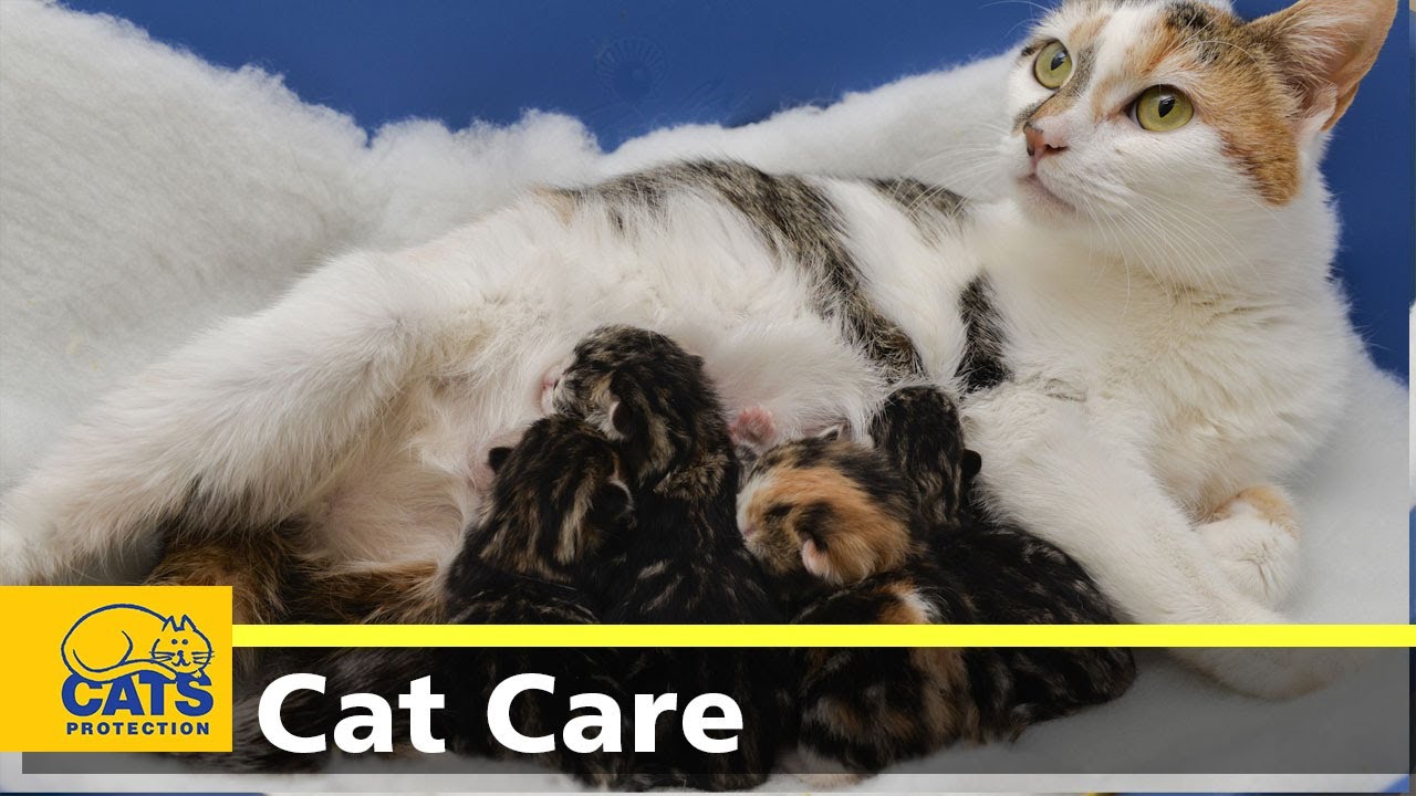 Caring for cats during labour