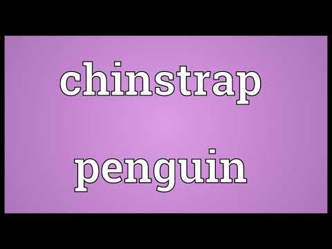 Chinstrap penguin Meaning