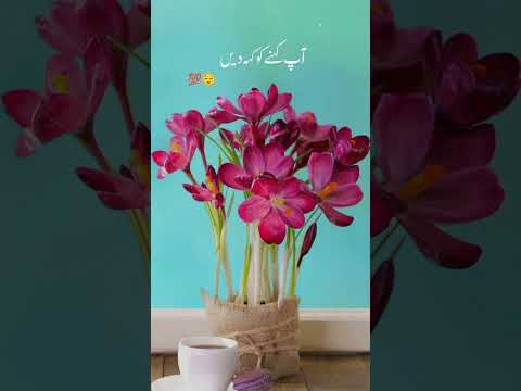 definition of peace || what is sukoon #sukoon #peace #definition #whatsappstatus #shorts #foryou