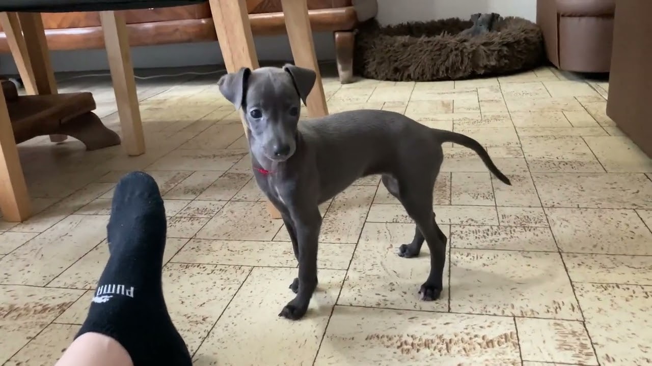 Litter F   7 weeks old  III - Italian Greyhound puppies