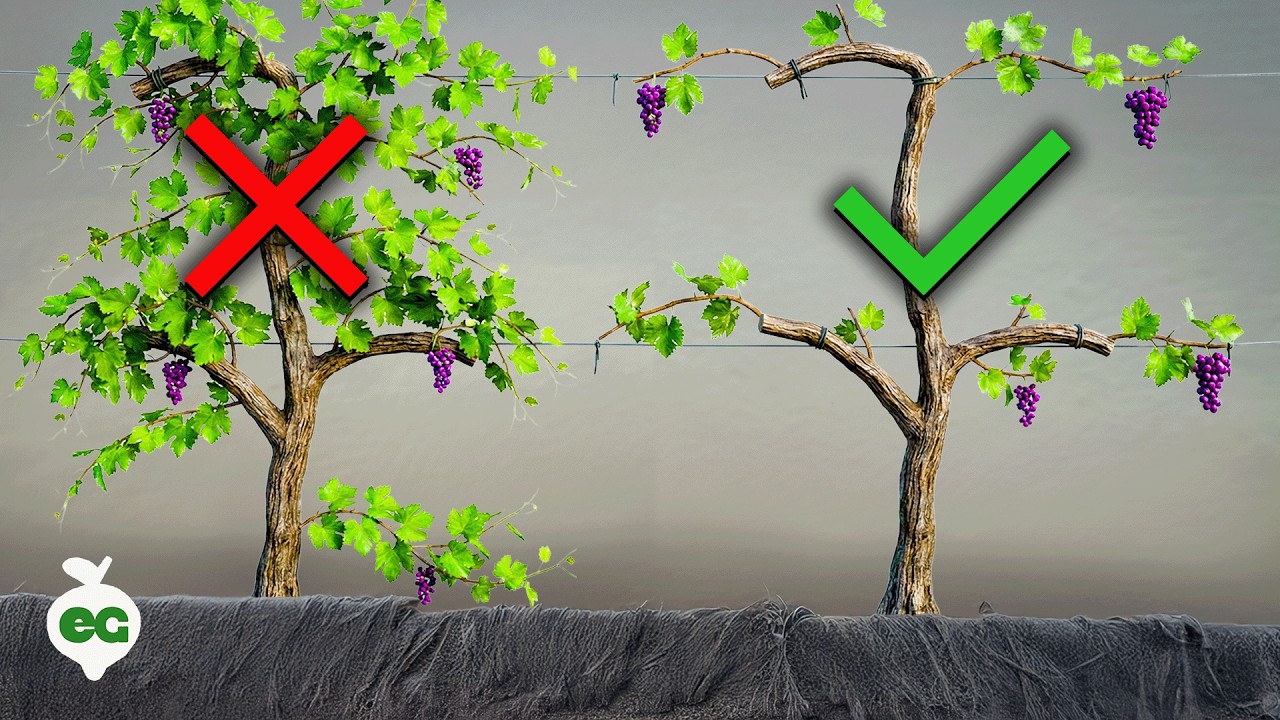 How to Prune Grapes The Right Way (COMPLETE GUIDE)