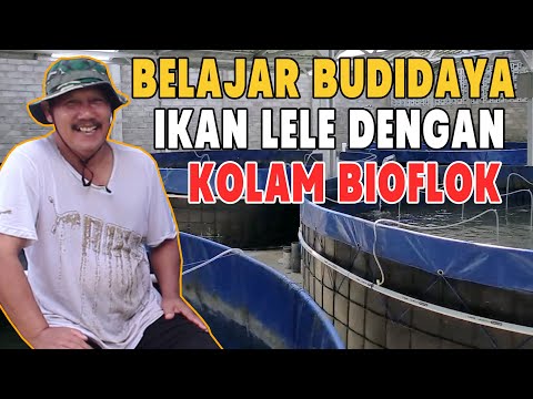 Belajar Budidaya Ikan Lele Dengan Kolam Bioflok - Ikan Lele Dengan Kolam Bioflok #bioflok