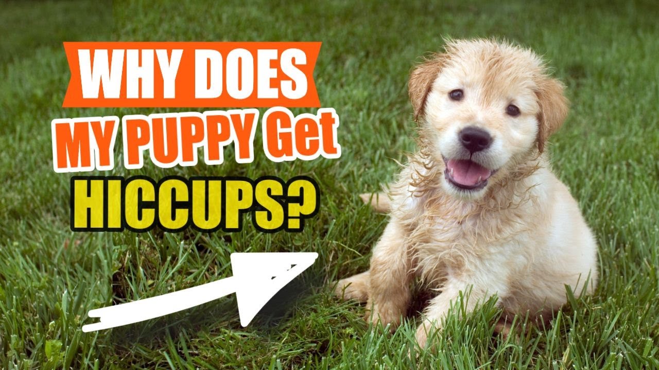 WHY Does MY PUPPY Get HICCUPS?🐶🤔