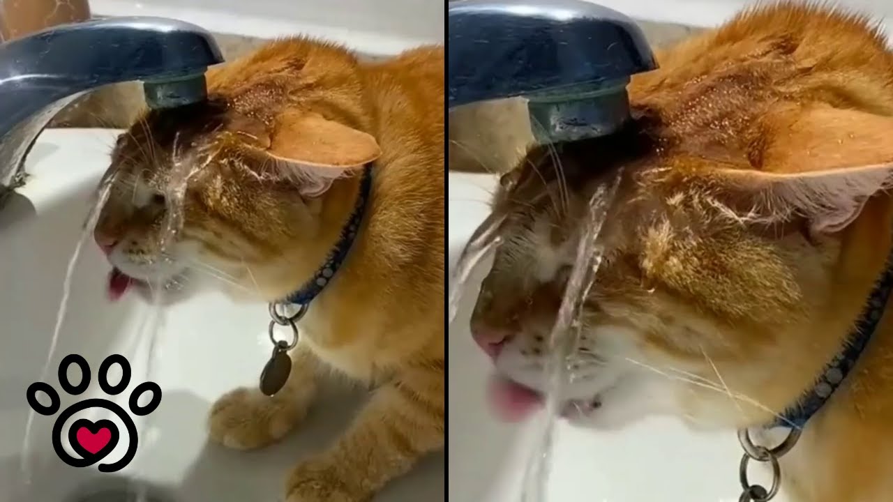 This orange cat has zero brain cells