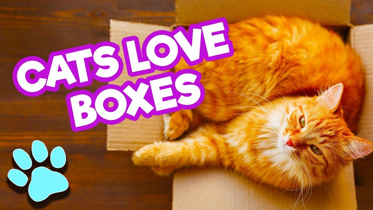 Cats LOVE Boxes | Funny Cats Compilation | #thatpetlife