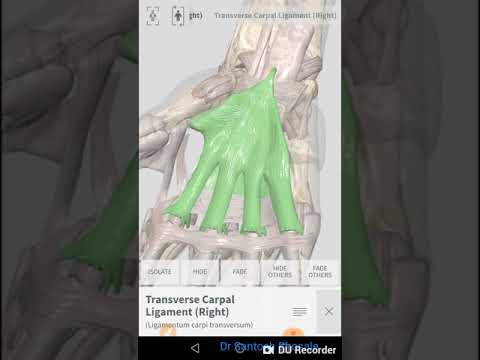 Anatomy of Hand - Skin, Superficial fascia and Deep fascia