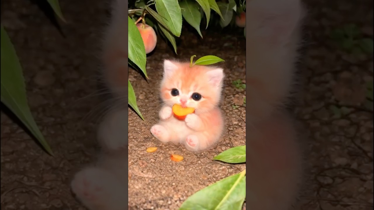 Extream Cuteness #kitten