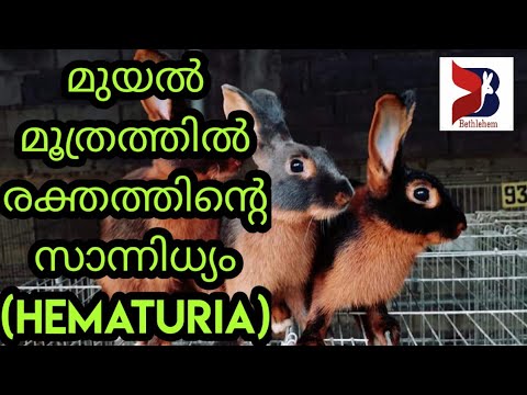 മുയൽ മൂത്രത്തിൽ രക്തത്തിന്റെ സാന്നിധ്യം. Rabbitfarming #muyalfarm. Rabbit farm Kerala.