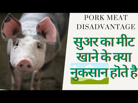 सुअर का मांस खाने के क्या नुकसान होता है।suwar khaane se kya nuksaan hota hai| pork meat