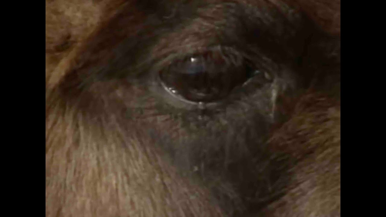 Coaxing Ritual for Camels - (Mongolia) Short Documentary