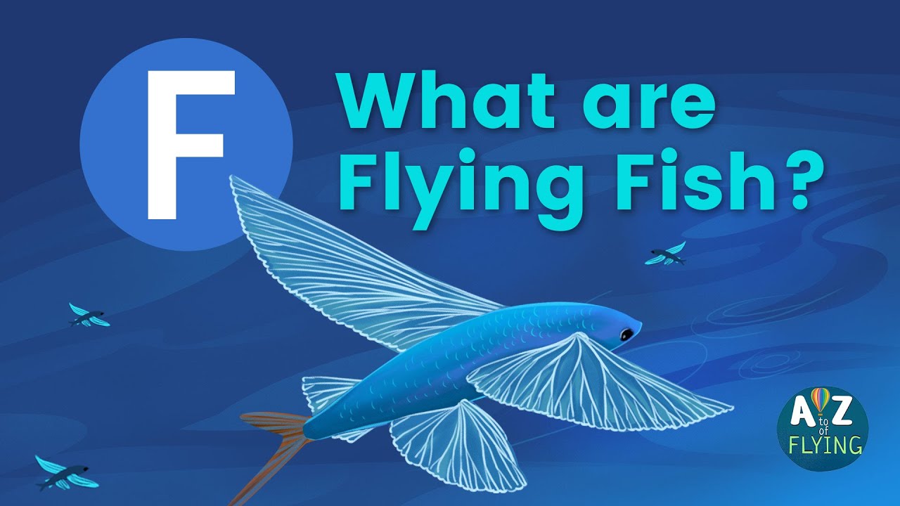 What Are Flying Fish? | How Do Flying Fish Fly? | The Science of Gliding Fish