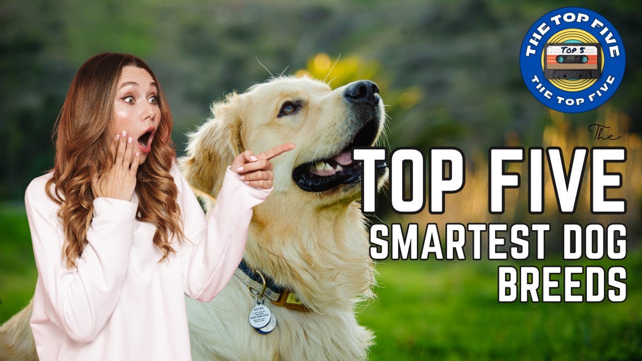 The Top 5 Smartest Dog Breeds [4K]