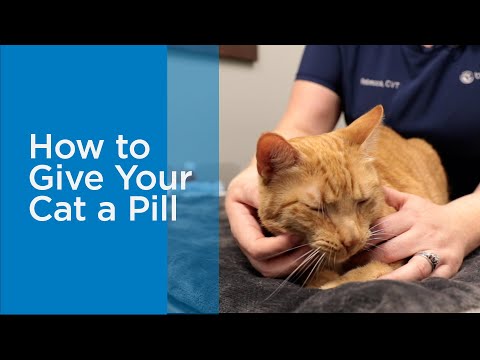How to Give a Cat a Pill | How to Videos | BluePearl Pet Hospital
