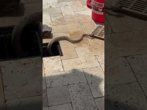 Rattlesnake in the pool!