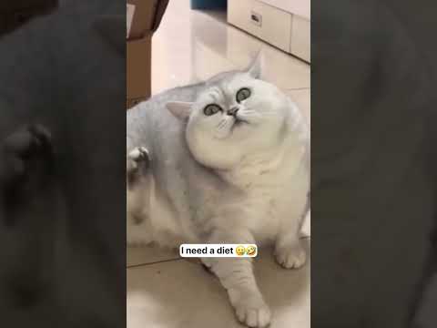 fat cat 😂 #funny #cat #memes #animals #cats