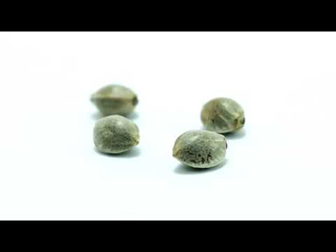 Medical Seeds, variedades para todos los gustos.