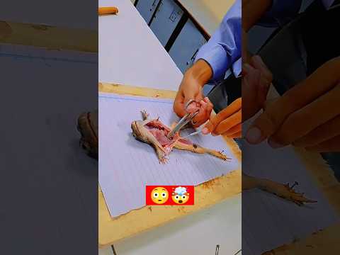 Frog Operation 🤯😳 #viral #shorts #pgc #youtubeshorts