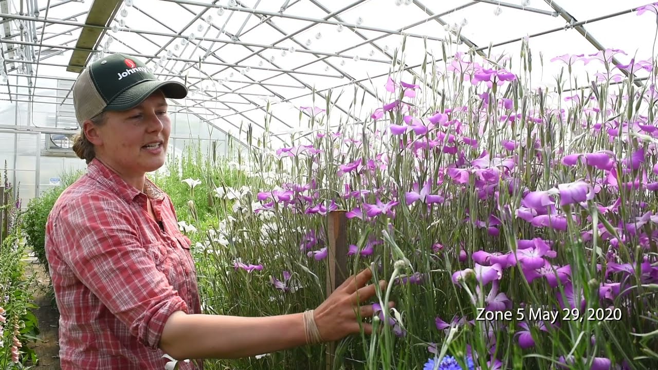 Overwinter Flowers Tunnel : Agrostemma