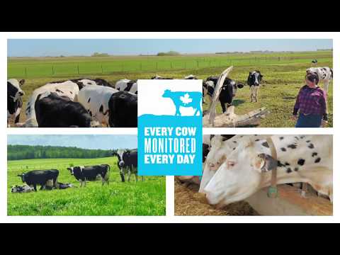 Hey Dairy Farmer: Monitored Every Day