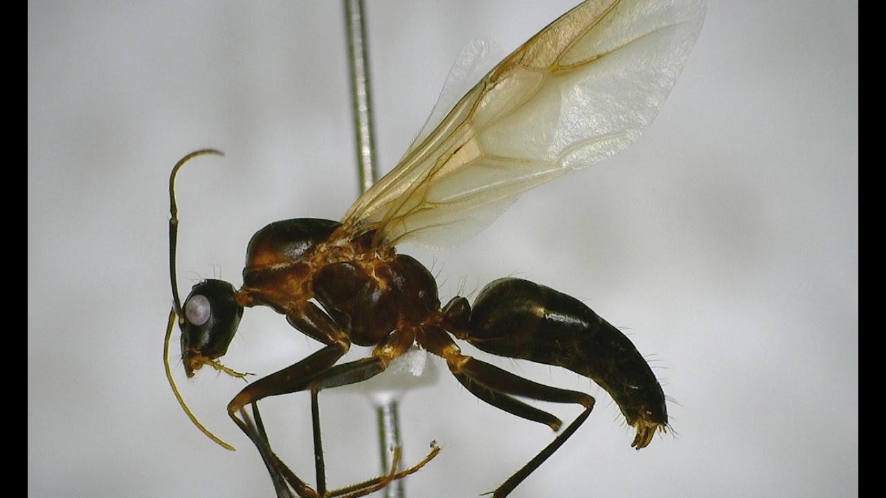 How to pin ants, first ever video guide