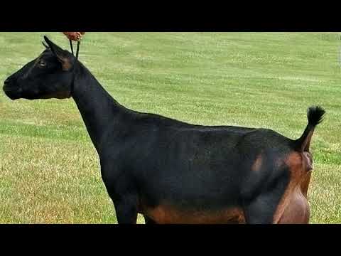 Did You Know? Nigerian Dwarf Goat Facts You Won't Believe