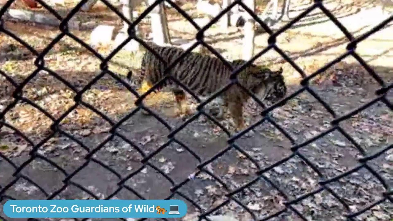 Species Management: AI Monitoring & Zoo Monitor Program