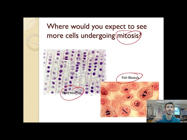 Understanding Cell Cycle Regulation: The Key to Growth and Cancer ...