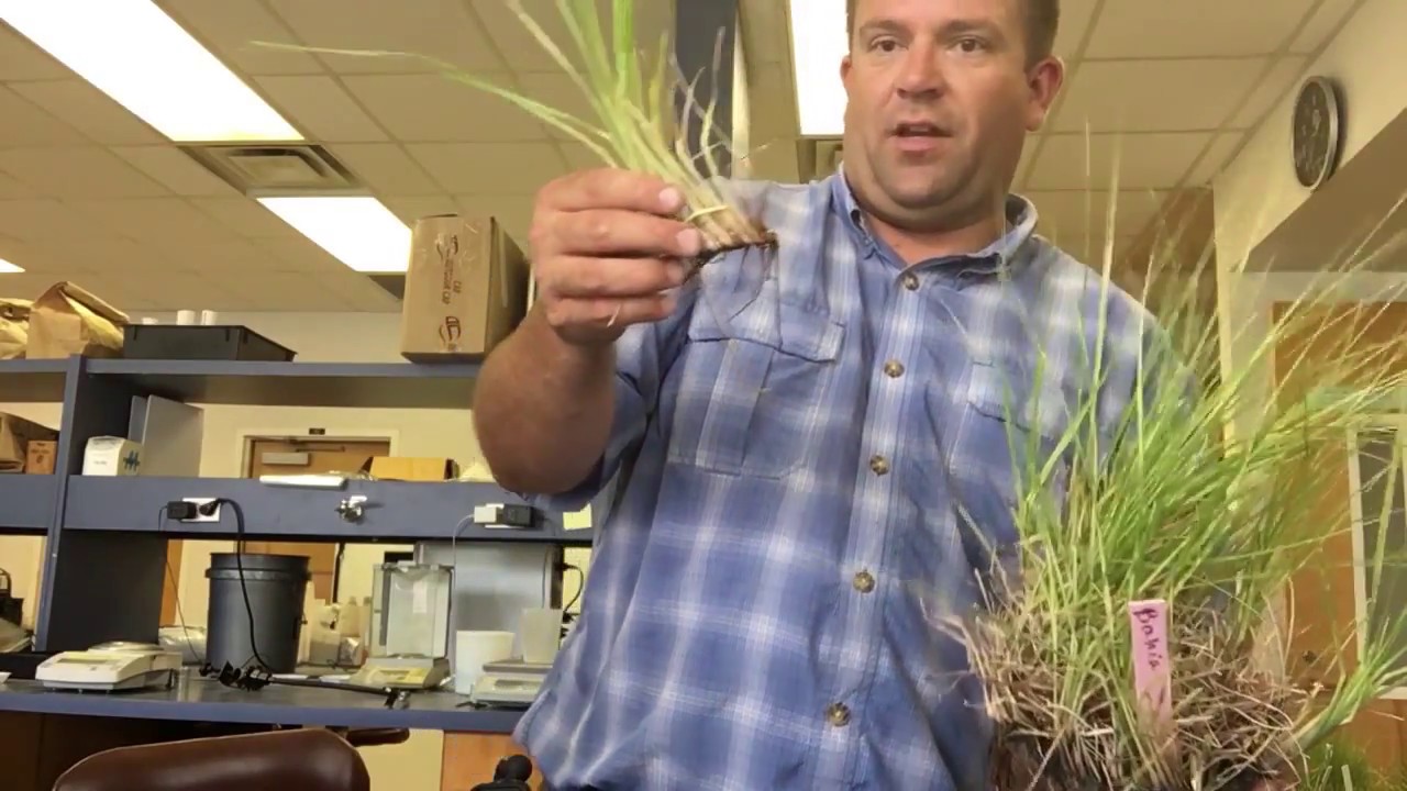 Bahiagrass (Paspalum notatum)