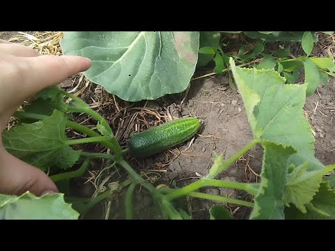Перші огірки нам, а кабачки курям/Смачні огірки