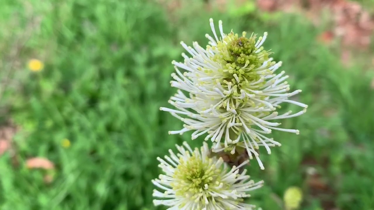 Plant Profile: Fragrant Witch Alder (Fothergilla spp.)