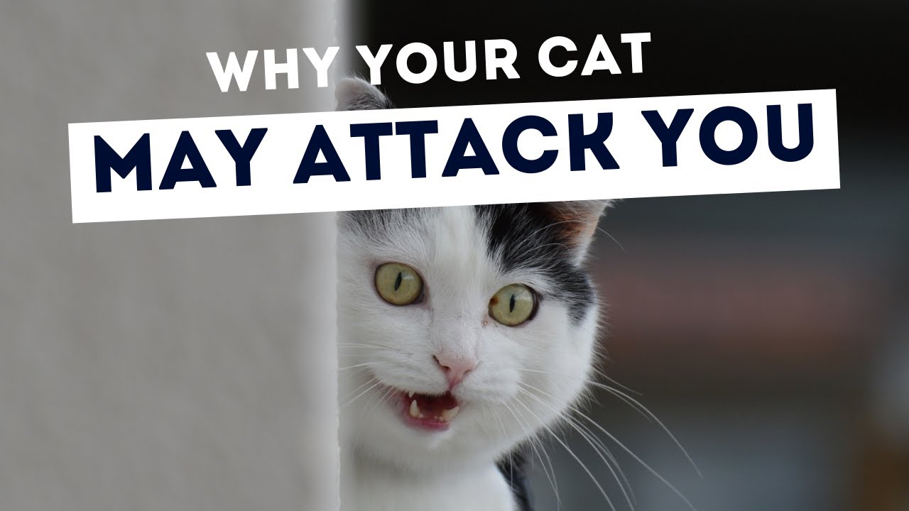 Why Do Pet Cats Attack Their Owners?  The Surprising Reasons Behind Them