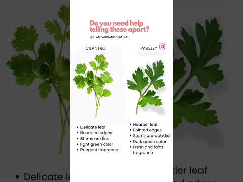 What Is The Difference Between Cilantro And Parsley
