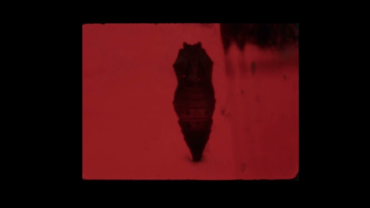 Divide And Dissolve - share final track "Withholding" from new album ...