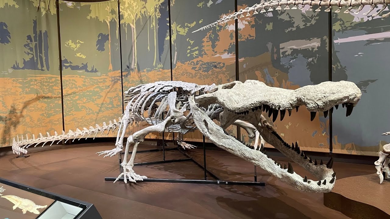Tellus Science Museum has world’s only replica of Dino-killing crocodile