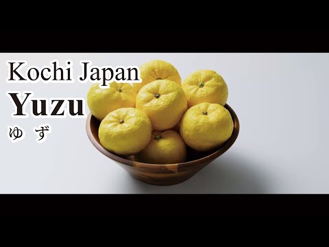 How to cook with yuzu, Kochi's favorite citrus fruit, with a unique taste and aroma