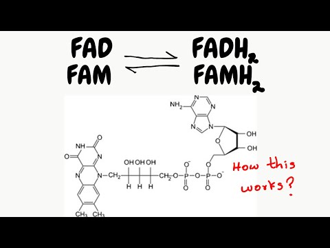 what are FAD and FMN ? what are they doing inside of our body?
