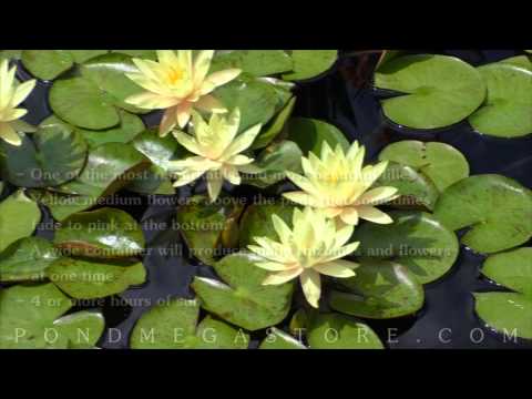 Texas Dawn Waterlily