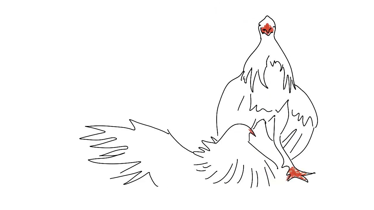 Cock Fighting