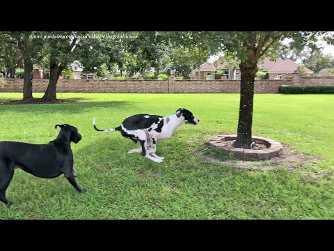 Funny Barking Great Dane Guard Dog Loves To Run Zoomies