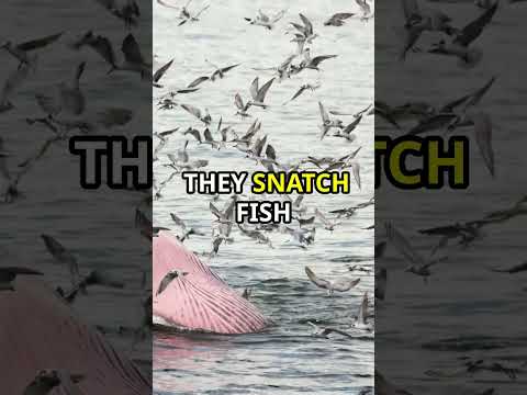 How Do Whales Eat Tons of Fish?🤔🐋 #shorts