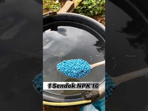 Takaran kasar dosis NPK 16 #shorts