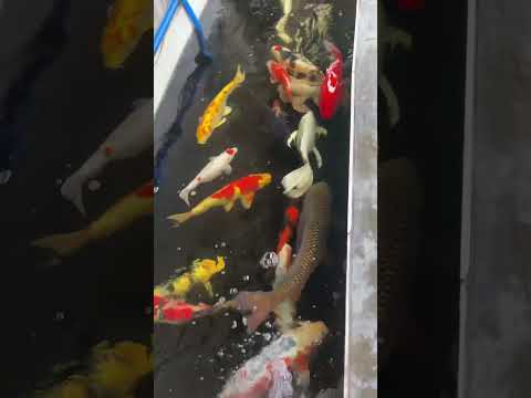 Kois japanese koi #japanesekoifish #koi #paulcuffaro #coralfish #koipond