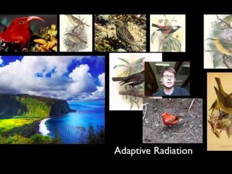 Extinction and Radiation of Life ( Read ) | Earth Science | CK-12 ...