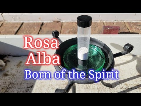 What does the White Rose Symbolize in Alchemy? Alchemical Symbolism
