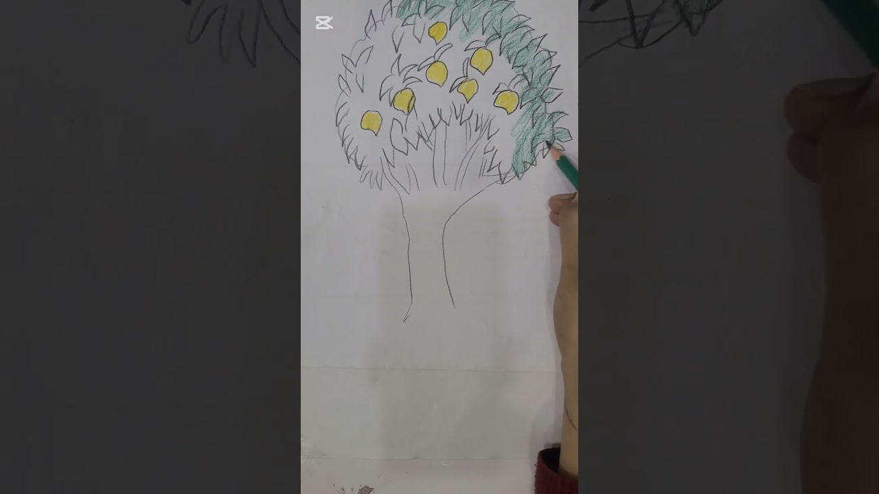 How draw mango tree step by step