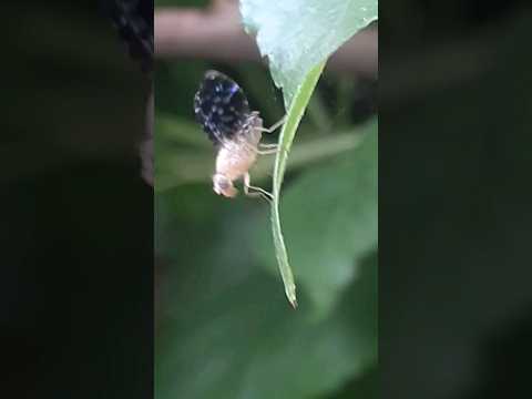 Picture-winged fly (Ulidiidae) #insect #flies #nature #viral #shorts #shortvideo
